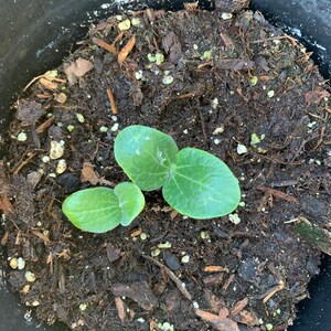 Hollyhock Spring Mix Seeds Annual Flowering NON GMO for | Etsy