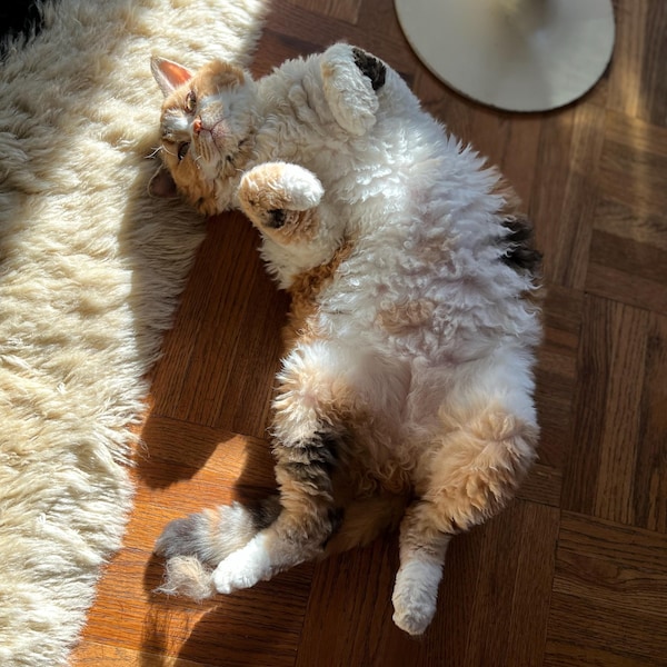 Catnip Buds 4 Oz Bundle / Pure Cat Fun / Made and Organically Grown in ...