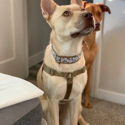 UGLY Bells for Pet Collar Chipped Jingle Bell for Cat Collar - Etsy