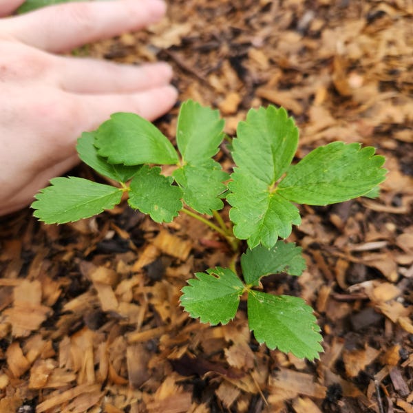 3 Blackberry Plants "triple Crown"-thornless (3 Large 1 Year Old Plug ...