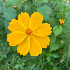 Marketer Cucumber Seeds 50+ Vegetable Garden Heirloom NON-GMO USA - Etsy