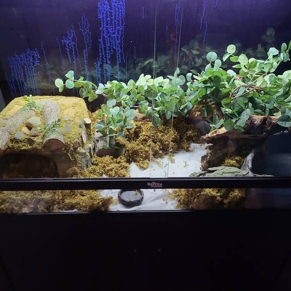 XL Large Reptile Hide/cave - Etsy