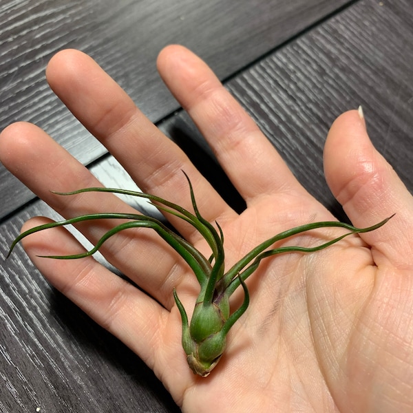 Tillandsia Bulbosa | Alien Air Plant - Etsy
