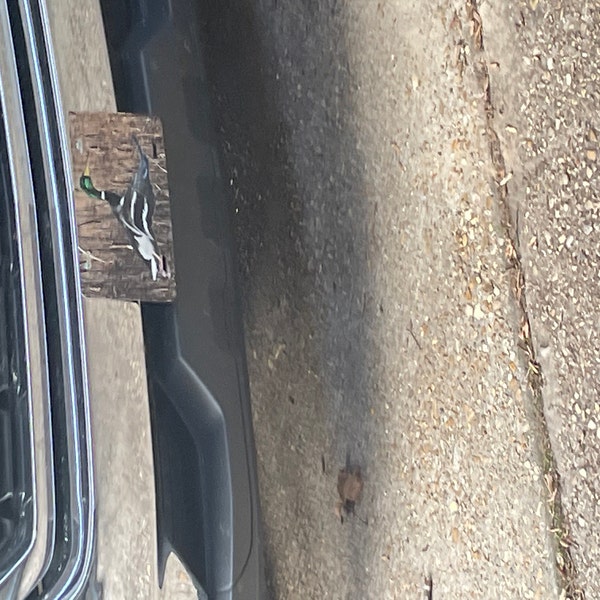 Flying Mallard License Plate, Duck Hunting License Plate, Duck Hunter ...