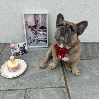 Small Dog Bow Tie Playing Card Pips Pet Collar Accessory - Etsy