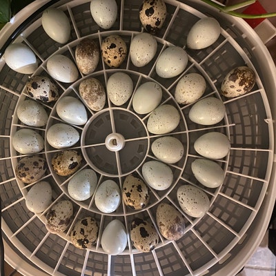 RITE FARM PRODUCTS 15 Inch Tall Chicken Swing Set Pink Poultry Run Area ...