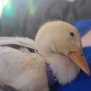 Leashes for Chicken / Duck Diapers | Etsy