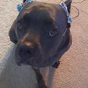 Denim Dog Bow - Etsy