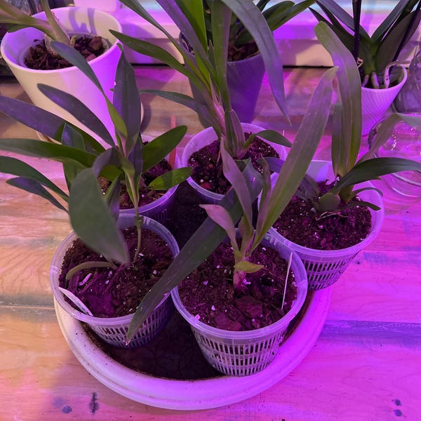 Orchid Plant LIVE Dendrobium Alice Iwanaga | Rare BLOOMING SIZE Indoor ...