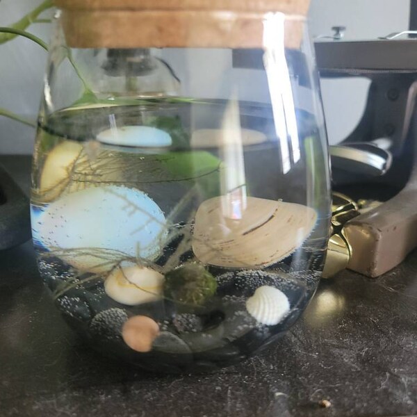 Java Moss Ball Nano Packs Live Aquarium Plant for Terrariums ...