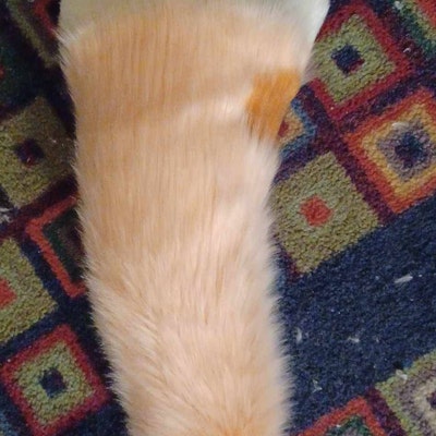 PDF Pattern Download Bluey Style Cosplay Cartoon Dog Fursuit Tail ...