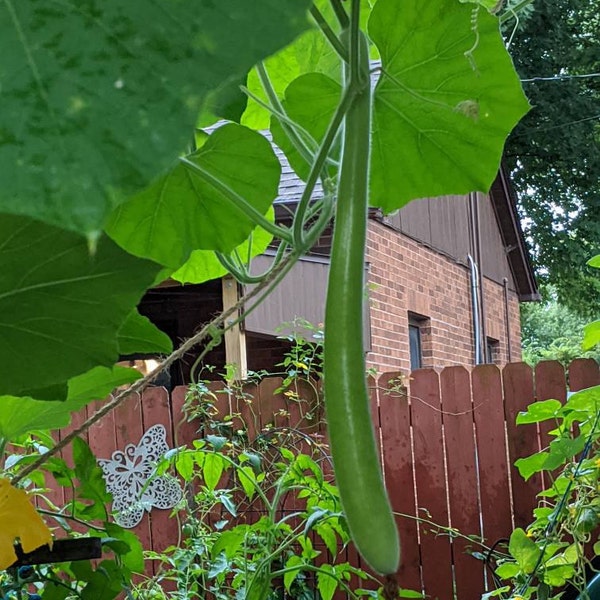 15 CUCUZZI CUCUZZA GAGOOTZA Summer Squash Seeds; Serpente Di Sicilia ...