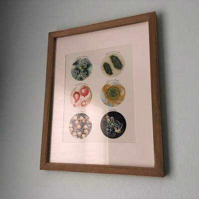 Ancient Bacteria Collection Art, Archaea, Archaebacteria, Science Art ...