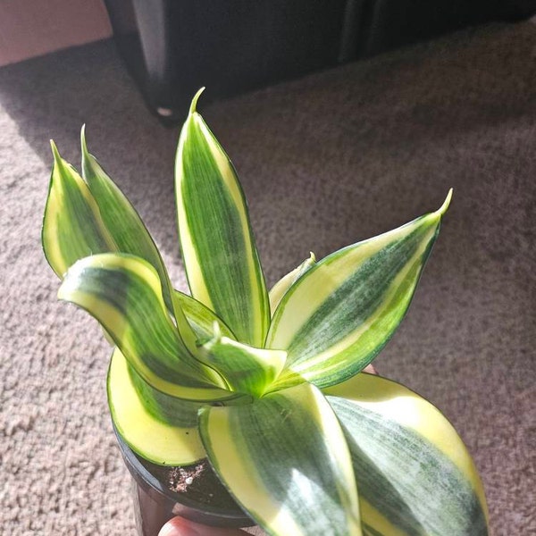 Pothos Champs Elysees | Teruno Pothos | Epipremnum Japanese Pothos ...