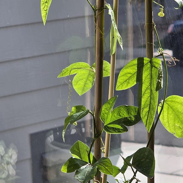 Athens Blue Princess Glory Bush Plant~~tibouchina Urvilleana~small ...