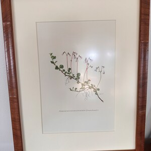 OAT Print Vintage Lithograph From 1894 - Etsy