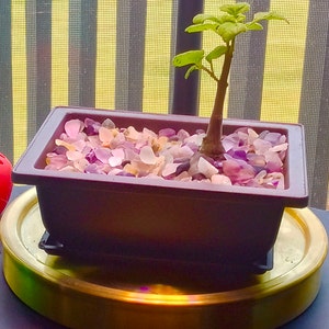 Bonsai Mint plectranthus Ernstii Caudex - Etsy