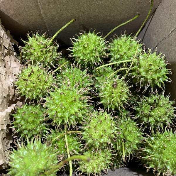 25 Fresh Green Sweet Gum Balls Sweet Gum Tree Fruit Liquidambar ...