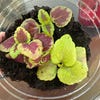 Trachyandra Tortilis Seeds, Albuca Namaquensis, 50pcs/pack （#9654） - Etsy