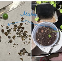 Giggles Dahlia Seeds - Attracts Pollinators, Long Blooming Season ...