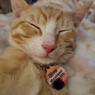 Funny Personalized Cat ID Tag Cute by Psycho Funny Cat ID Tag ...