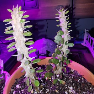 False Ocotillo 2 Plants, Fully Rooted, Procera, Drought Resistant ...