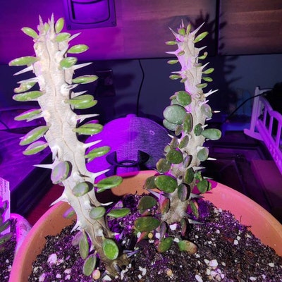 False Ocotillo 2 Plants, Fully Rooted, Procera, Drought Resistant ...