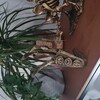 Ruby Dragon Claw, Skyrim Artefact, Correct Animal Combination, the ...