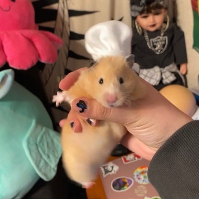 Jack O' Lantern Cape Costume for Pet Rats, Orange Cape With Black ...