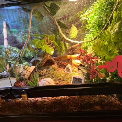 Customizable Name Ball Python Snake Vinyl Decal READ - Etsy