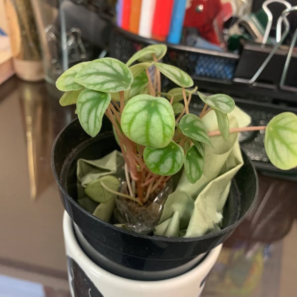 Peperomia Little Toscani Starter Plant (ALL STARTER PLANTS Require You ...
