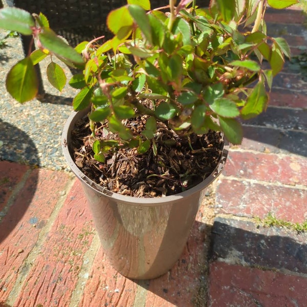 Mixed Alpine Plants - Vibrant Garden Perennial Large Flowering Rockery ...