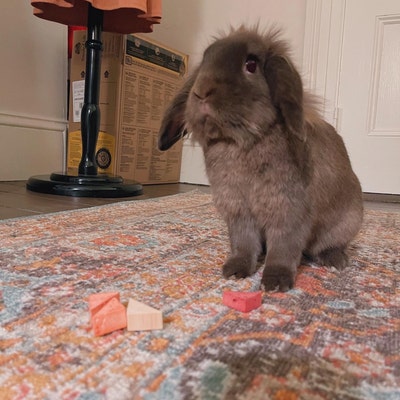 Tiny Flavored Balsa Triangles pkg of 20 Fruit Flavored Chew - Etsy