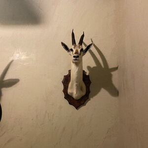 Taxidermy RARE RED SHEEP Skull Nice Big Horns Hybrid - Etsy