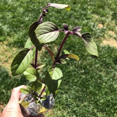 African Blue Basil Plant - Etsy