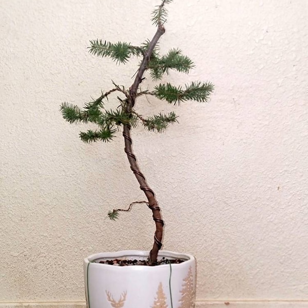 Western Larch Tree in Small Nursery Pot. Larix Occidentalis. Western ...