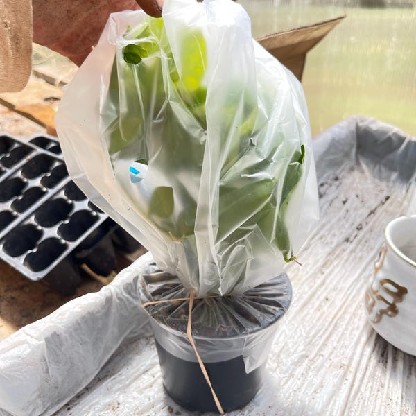 Peperomia Piper Parmatum Live Plant | Peperomia Plant Starters | Pet ...