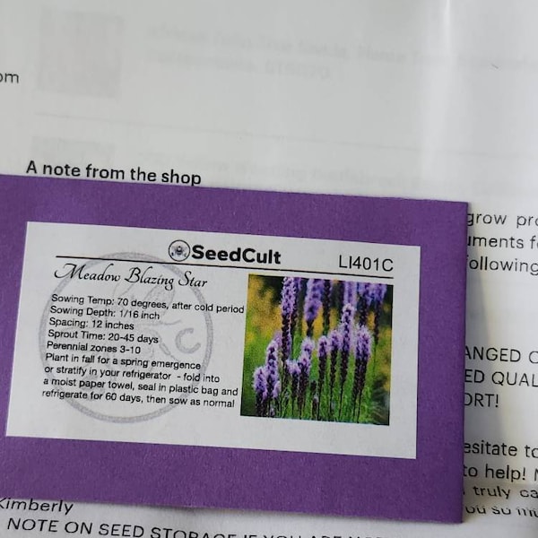 Burgundy Beau Scabiosa Seeds, Pincushion, Scabiosa Atropurpurea SC0620 ...