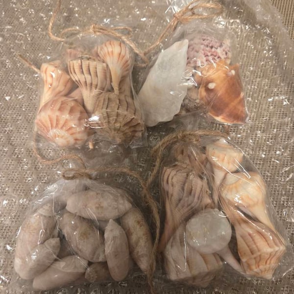 Framed Scallop Shell Art, Shell Art, Sea Shell Art, Sanibel Sea Shell ...