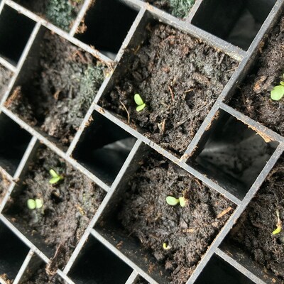 Early Thorogreen Lima Bean Seeds Early Bush Beans 25 Seeds - Etsy