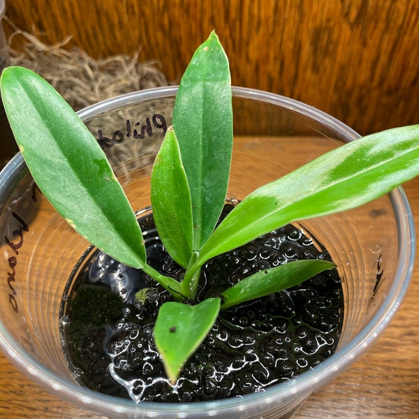 Philodendron Lelano Miyano Starter Plant (ALL STARTER PLANTS Require ...