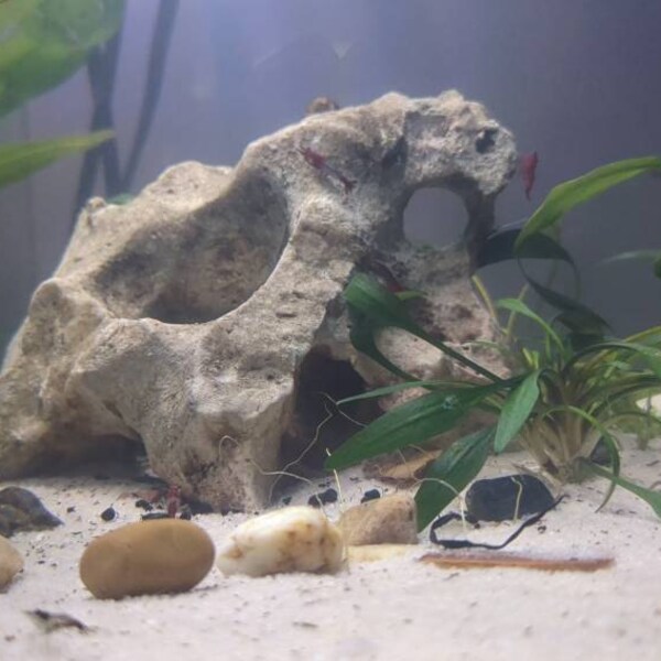 Texas Holey Rock Limestone Fish Aquarium Reptile Habitat Terrarium ...