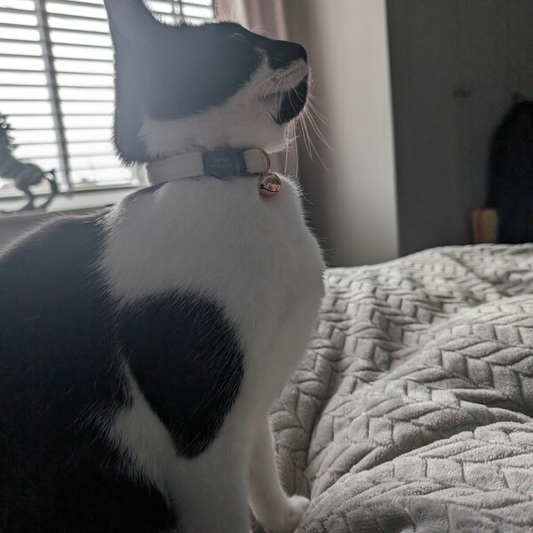 Breakaway Greensageforest Velvet Cat Collar Bowtie Leash Set ...