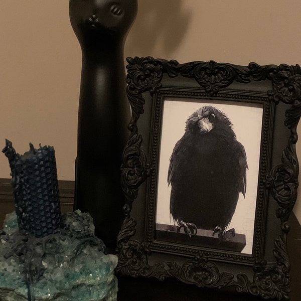 PHILOSOPHER CROW Signed Fine Art Photograph by June Hunter, Crow ...