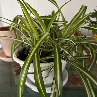 Agave Univittata Splendida Live Agave Plants Large Xlarge - Etsy