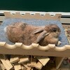 Rolling Bunny Toy - Etsy