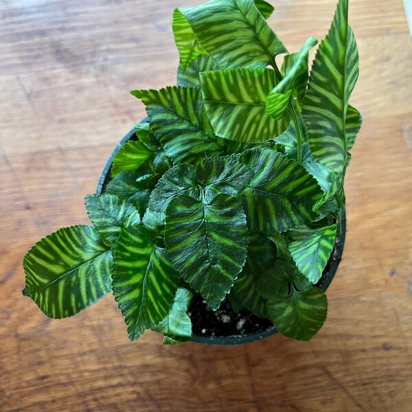 Striped Bamboo Fern Golden Zebra Plant - Live Plant - Rare Plant - 4 ...