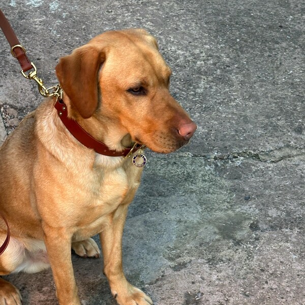 Stitched Leather House Collar - Thin Dog Collar - Tag Collar - ID Dog ...