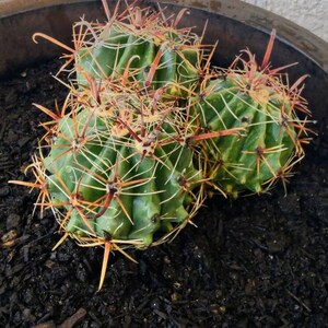 Opuntia Microdasys Monstrosus Golden Swirl Cactus Plant Pad - Etsy