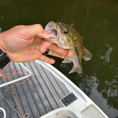 Tabory Snake Fly, 3 Each - Etsy